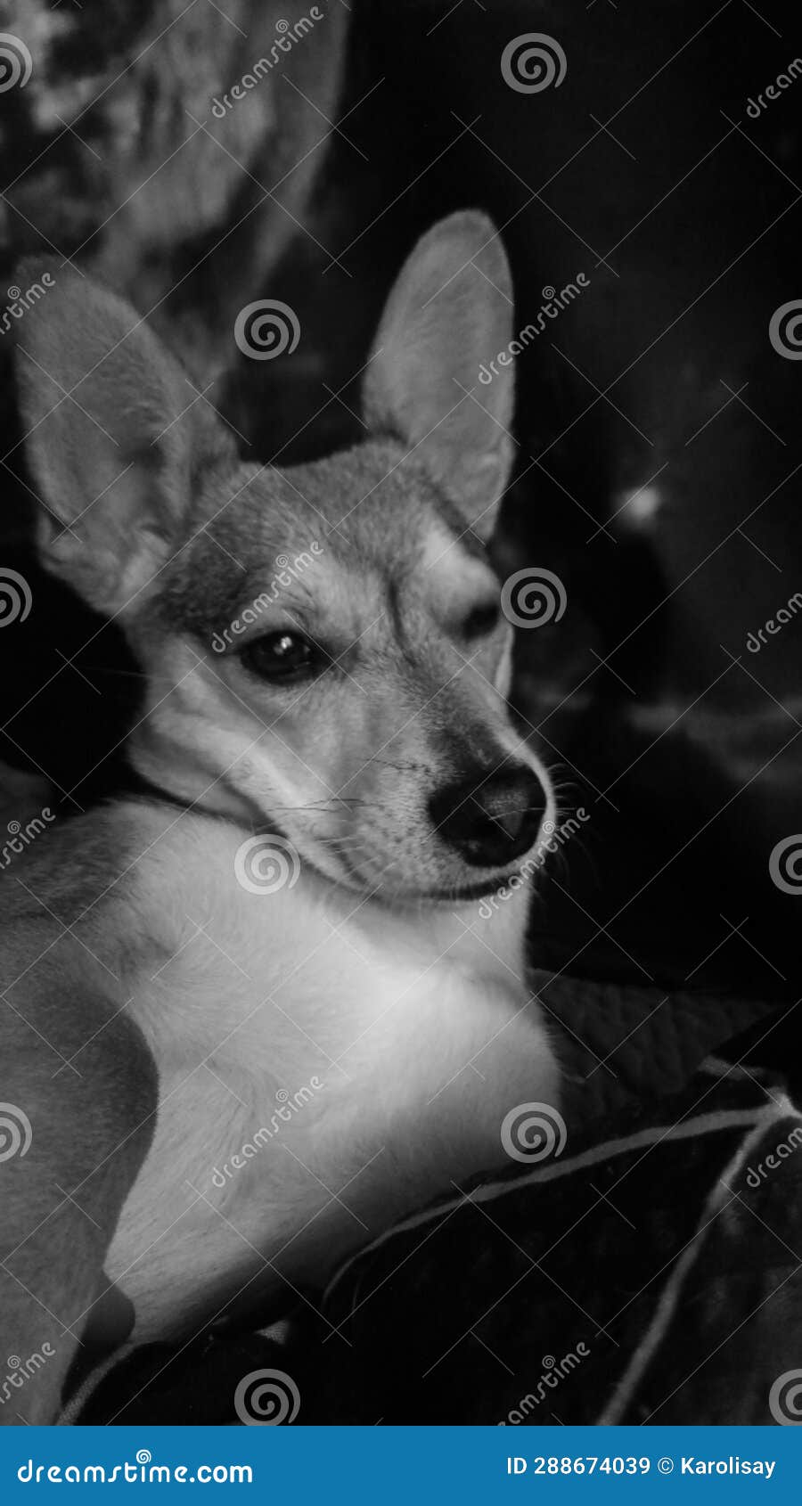 Dog wake up in the morning stock image. Image of white - 288674039