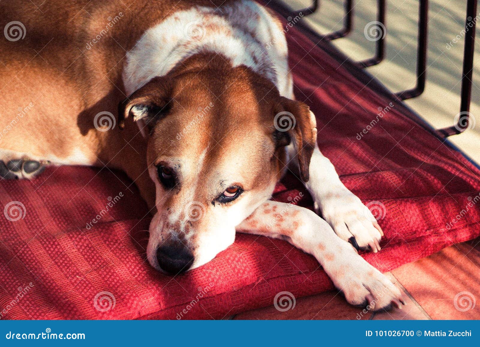 Let`s take a nap stock photo. Image of sunbath, afternoon - 101026700
