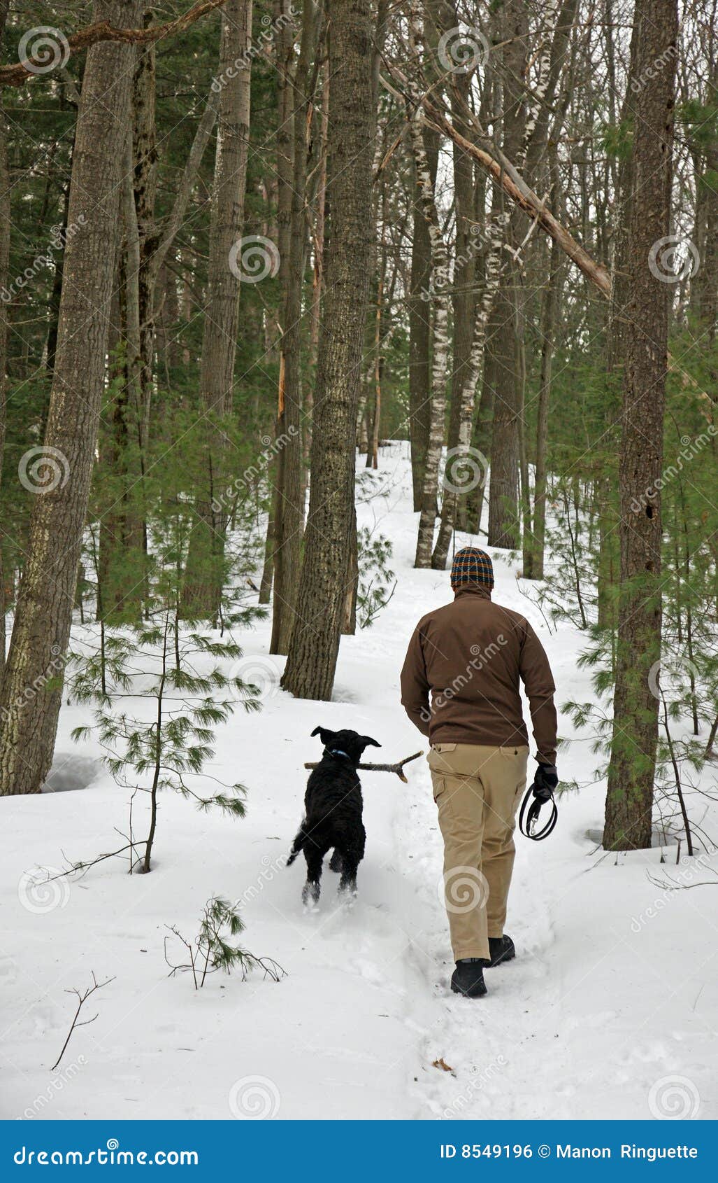 Dog Walk through Forest stock photo. Image of pine, snow - 8549196