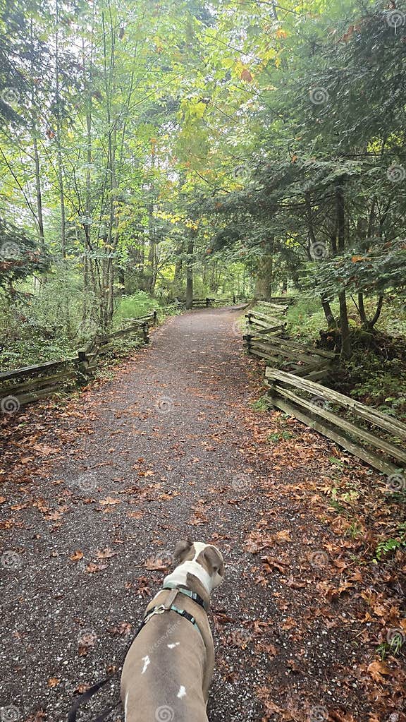 Dog Walk on a Forest Path on a Fall Day. Stock Image - Image of forest ...
