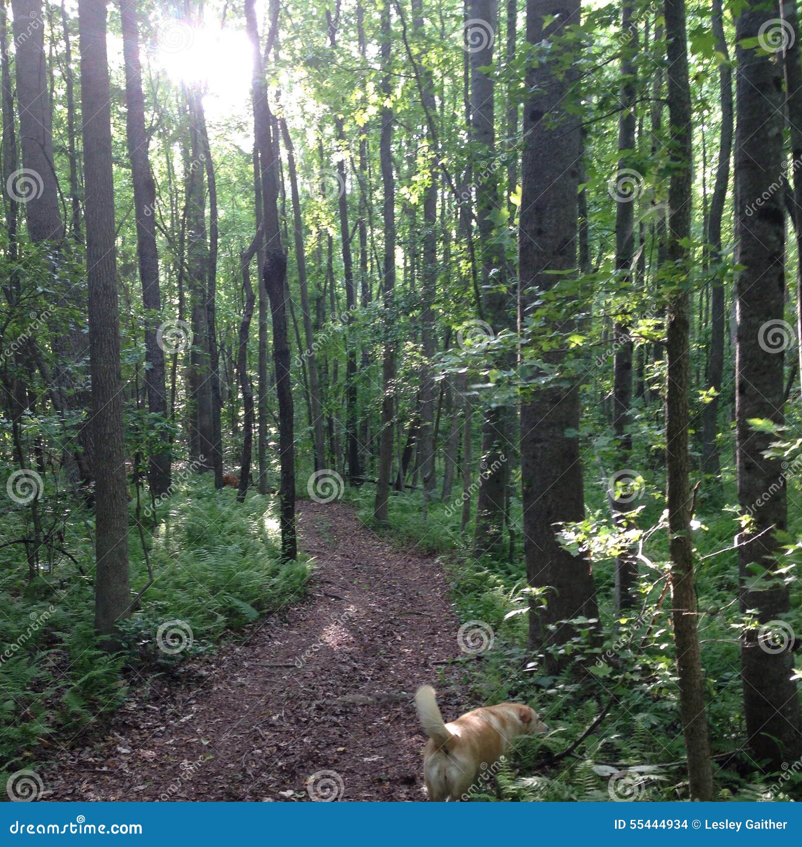 Dog Walk stock photo. Image of trail, forest, walk, pathway - 55444934