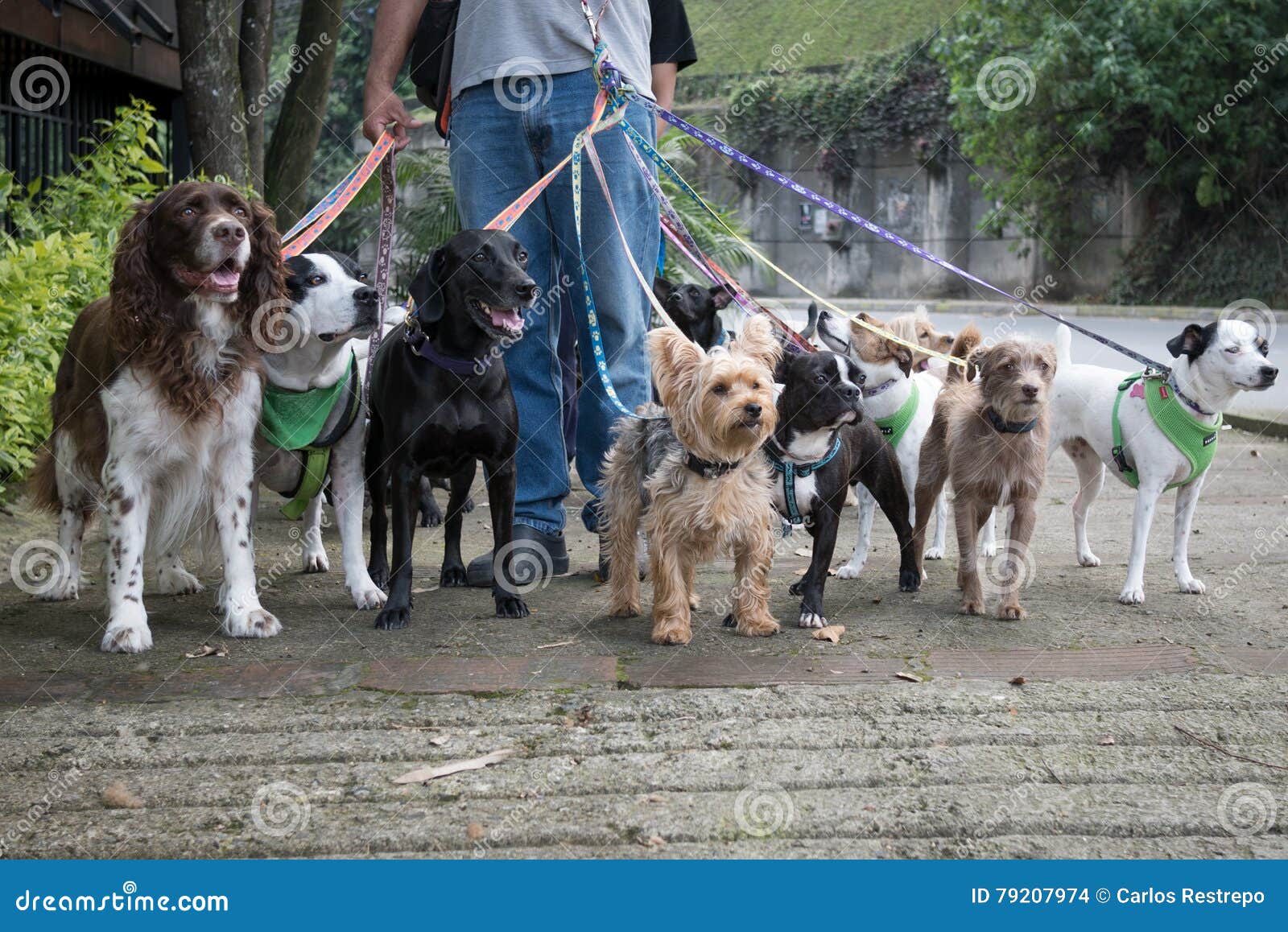 Dog Walker stock photo. Image of city, walking, sidewalk - 79207974