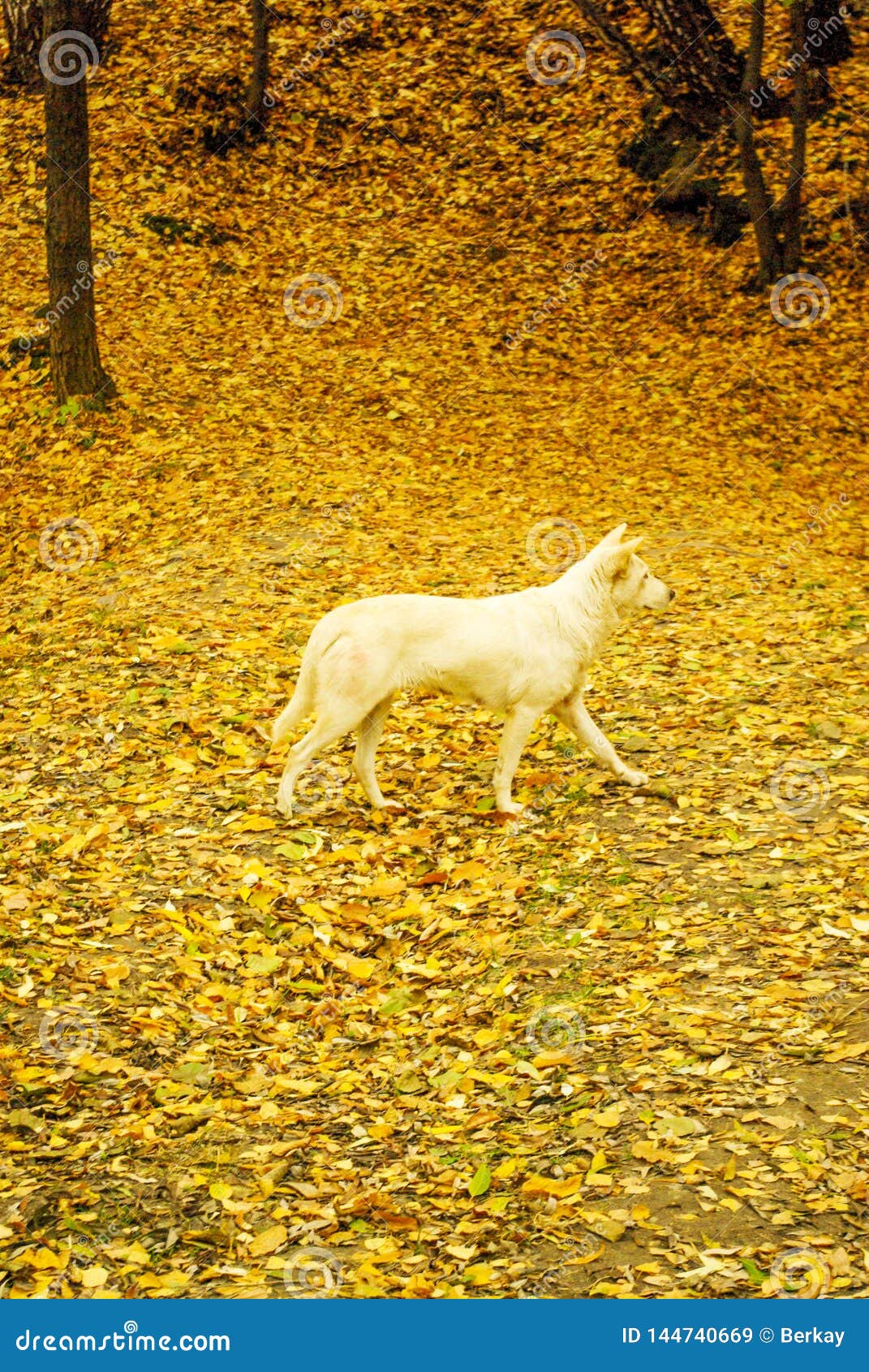 A dog walking around stock image. Image of face, ground - 144740669