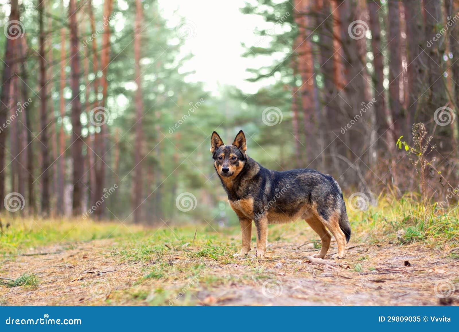 Dog in the forest stock image. Image of fresh, pinewood - 29809035
