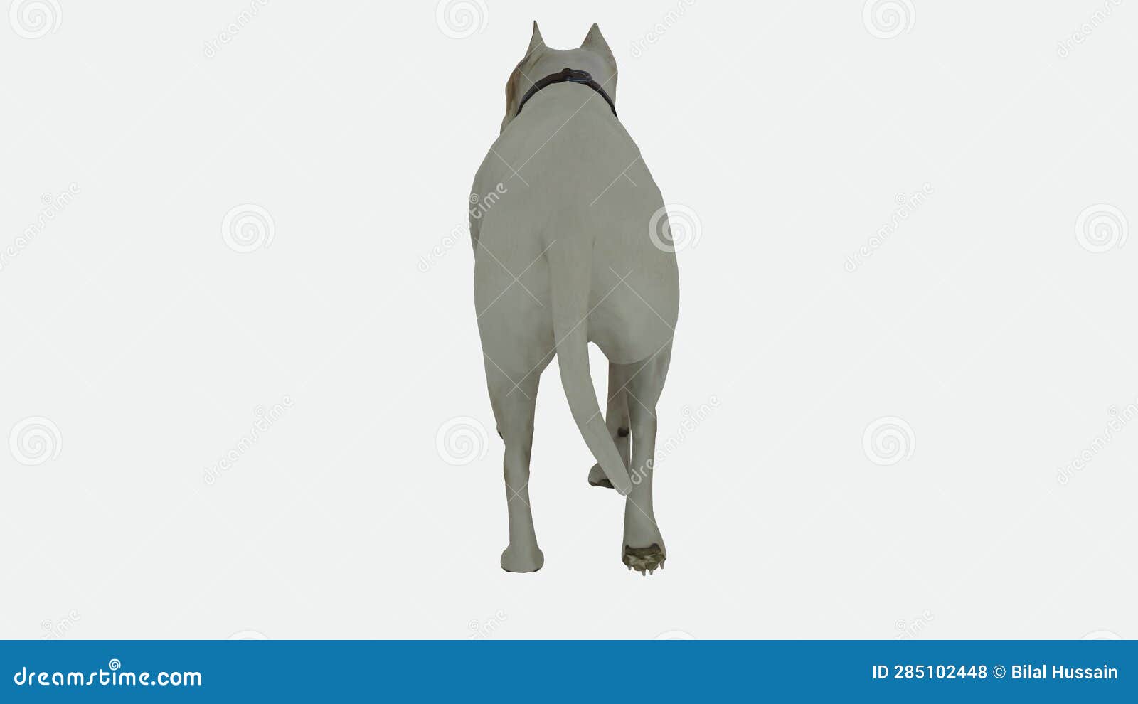 Dog Walking from Back Angle on a White Screen Stock Footage - Video of ...