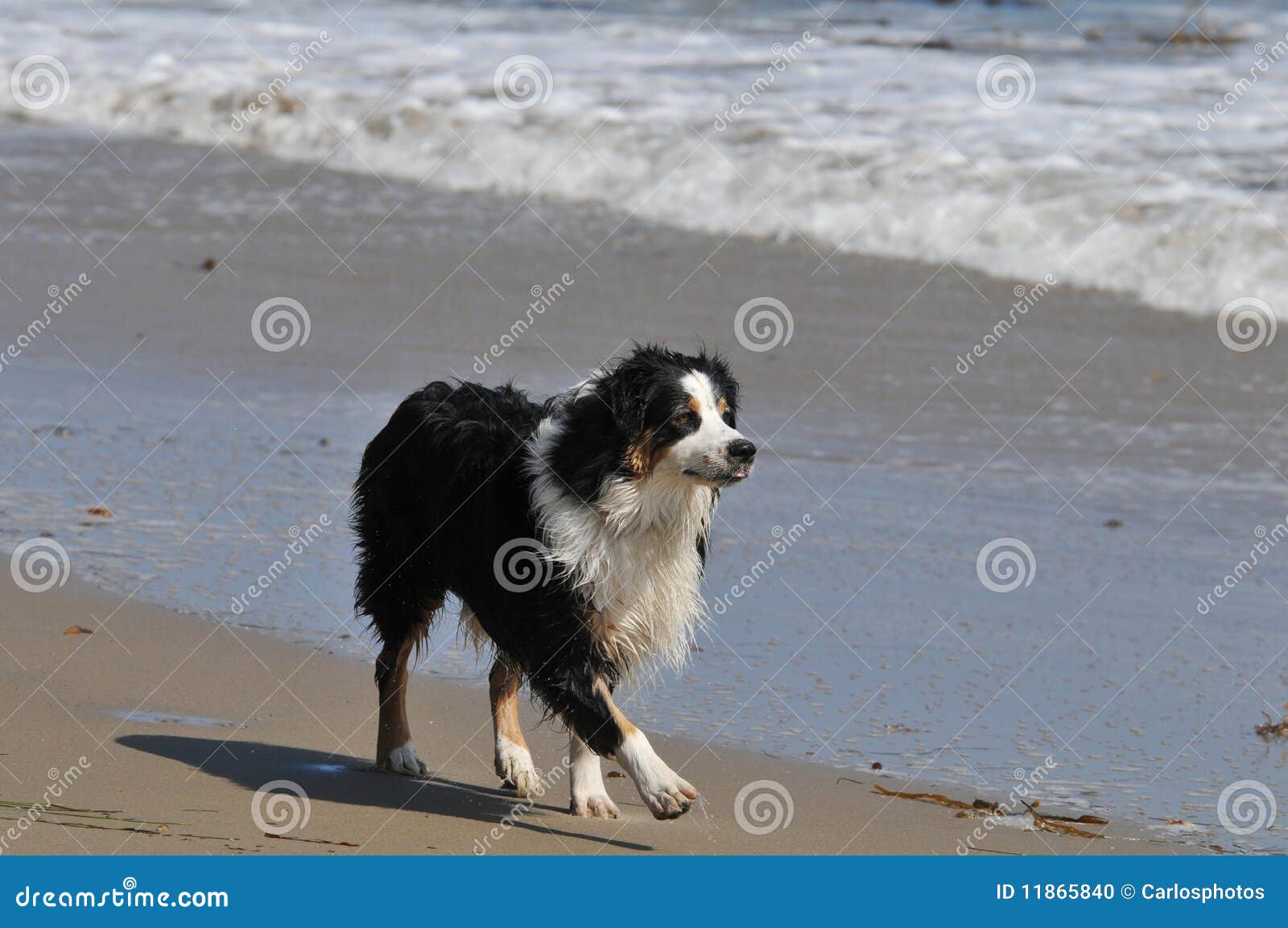 Dog walking on the beach stock photo. Image of activity - 11865840