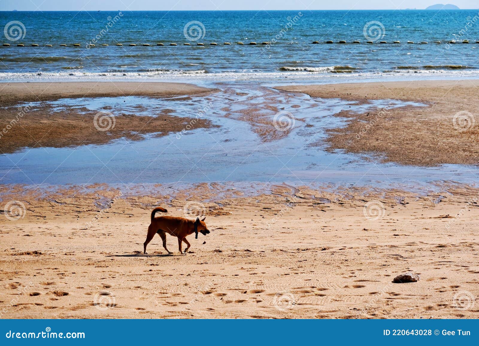 The Dog Walking in the Beach Stock Photo - Image of coast, animal ...