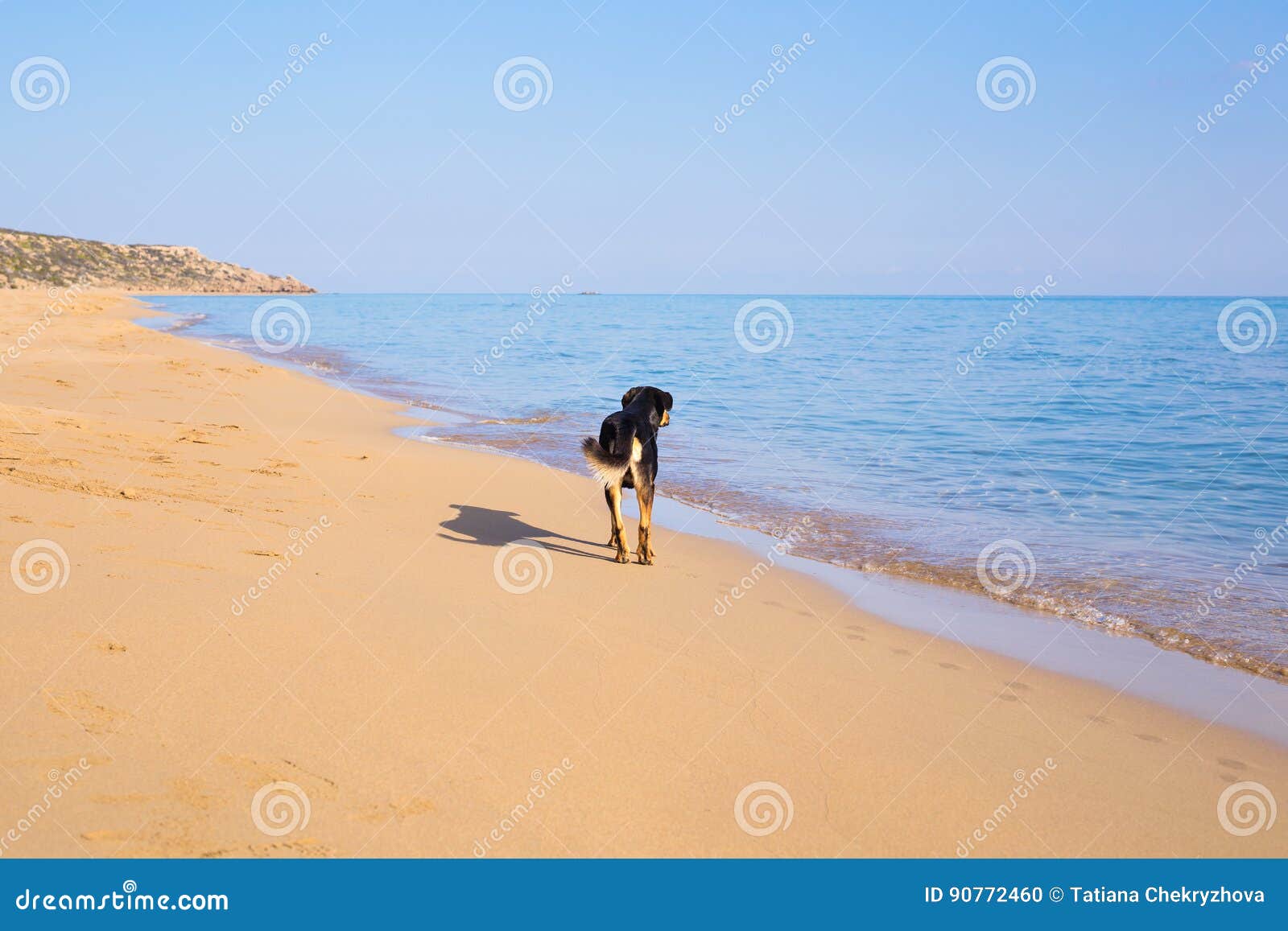 Dog walking on the beach stock photo. Image of nautical - 90772460