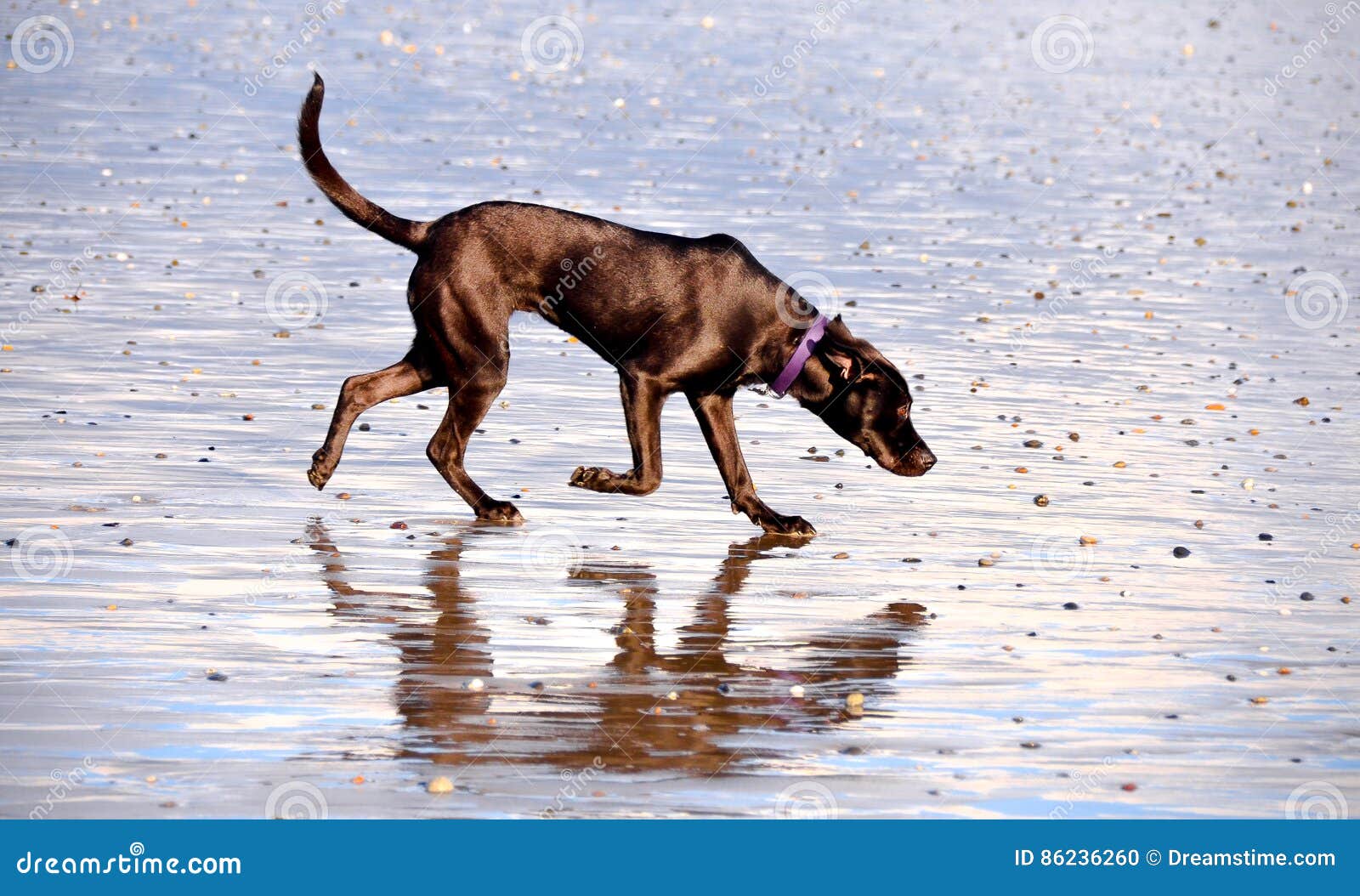 Dog walking on beach stock photo. Image of beach, black - 86236260