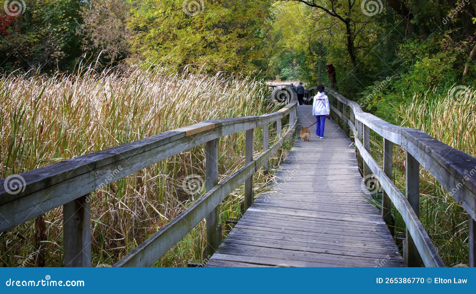 Dog Walking in the Broad Walk in a Public Park Editorial Image - Image ...