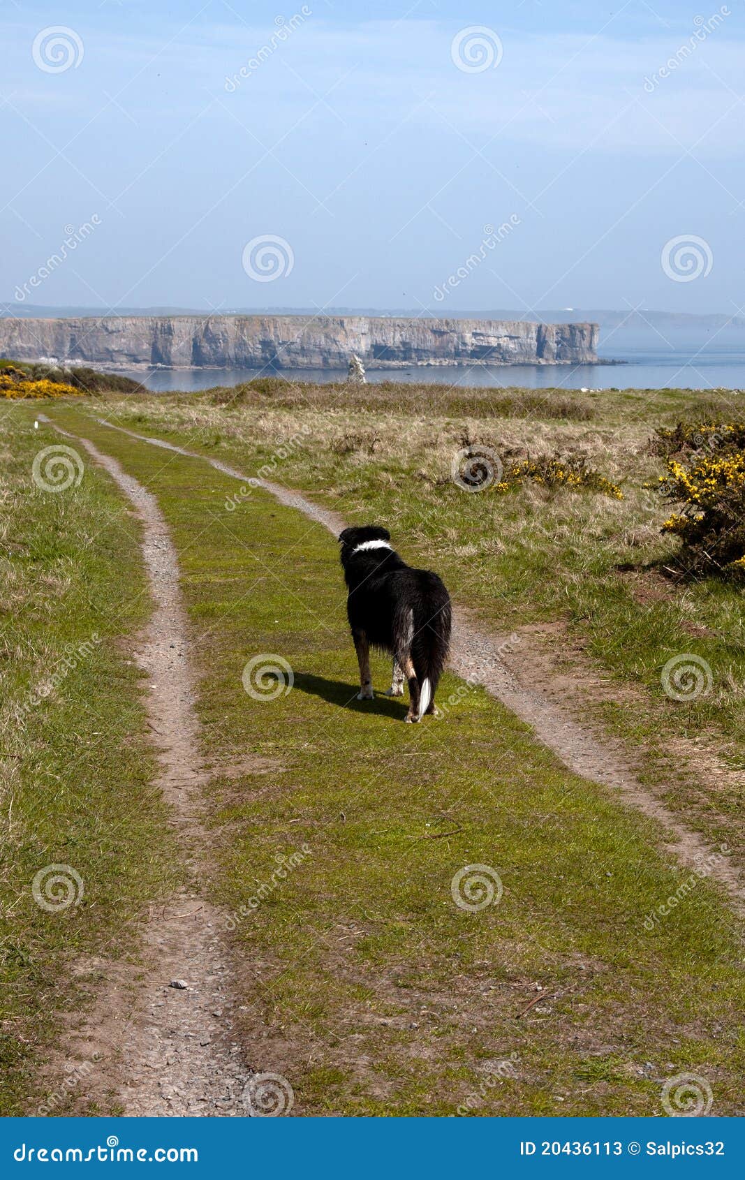 A Dog Walking the Coastal Path Stock Image - Image of walking, green ...