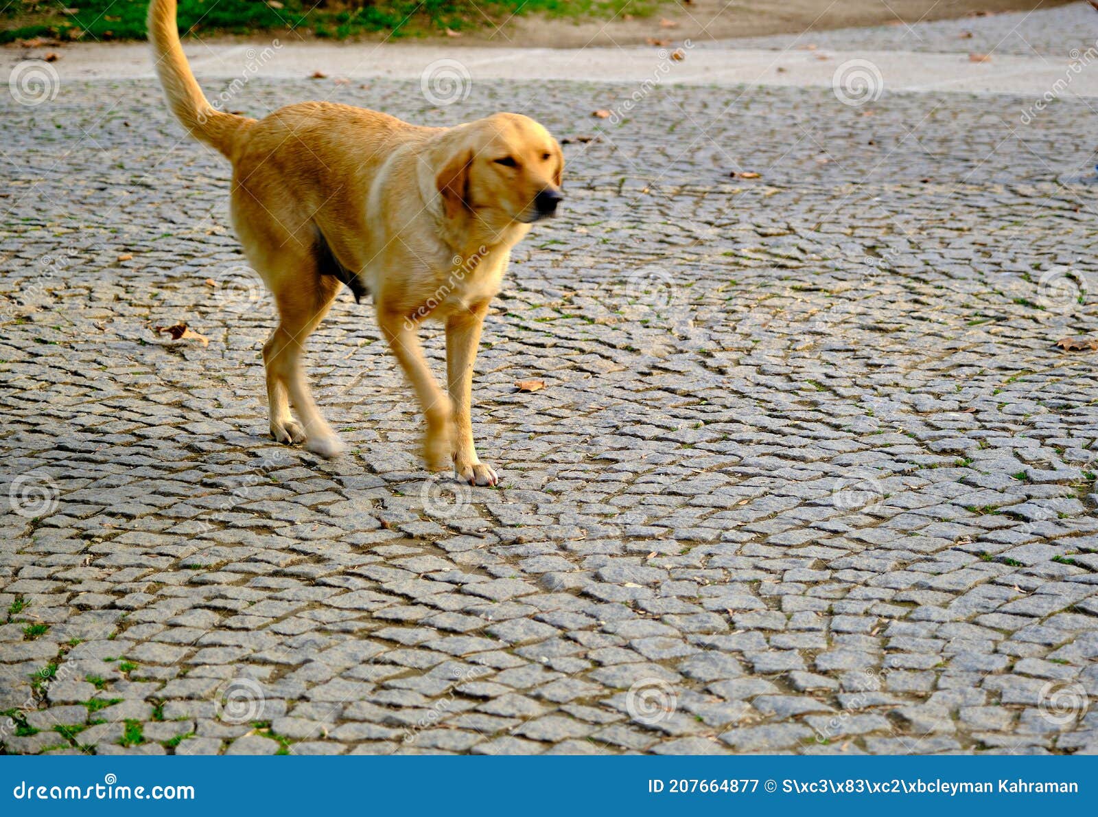 Dog Walking on the Cobblestone Path Stock Image - Image of cute, puppy ...