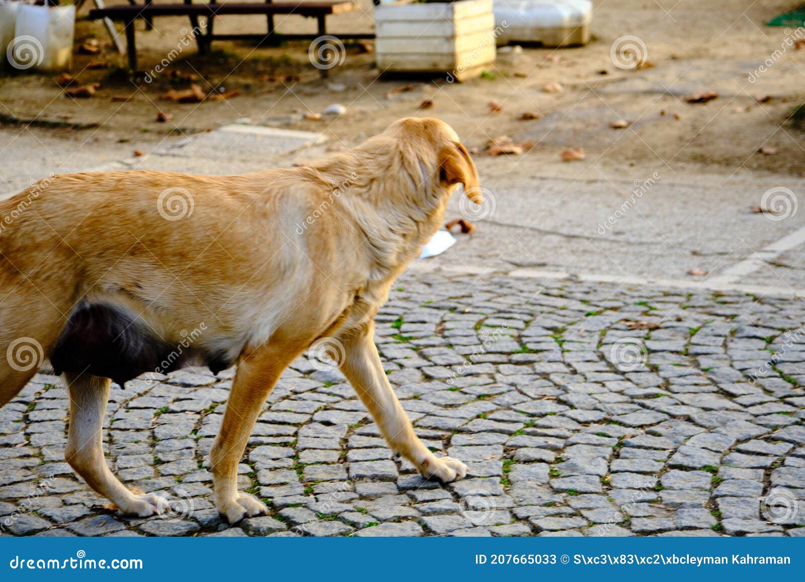 Dog Walking on the Cobblestone Path Stock Image - Image of adorable ...