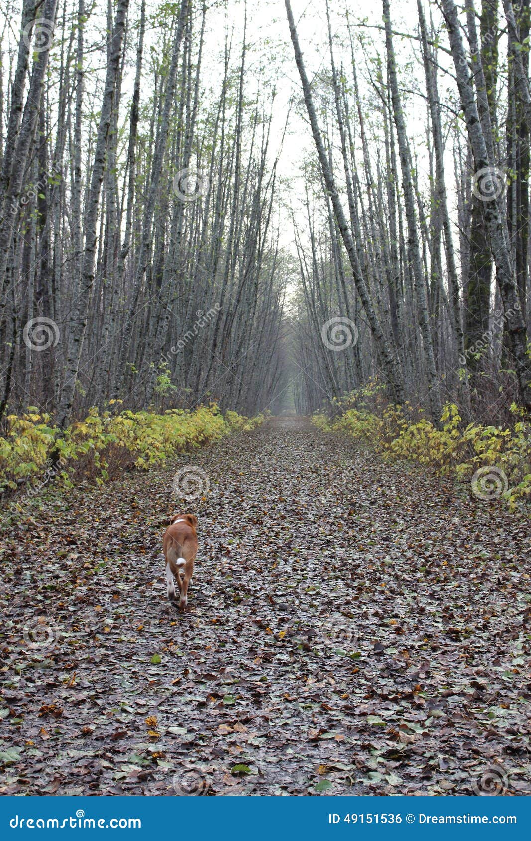 Dog walking down a path stock photo. Image of cute, trees - 49151536
