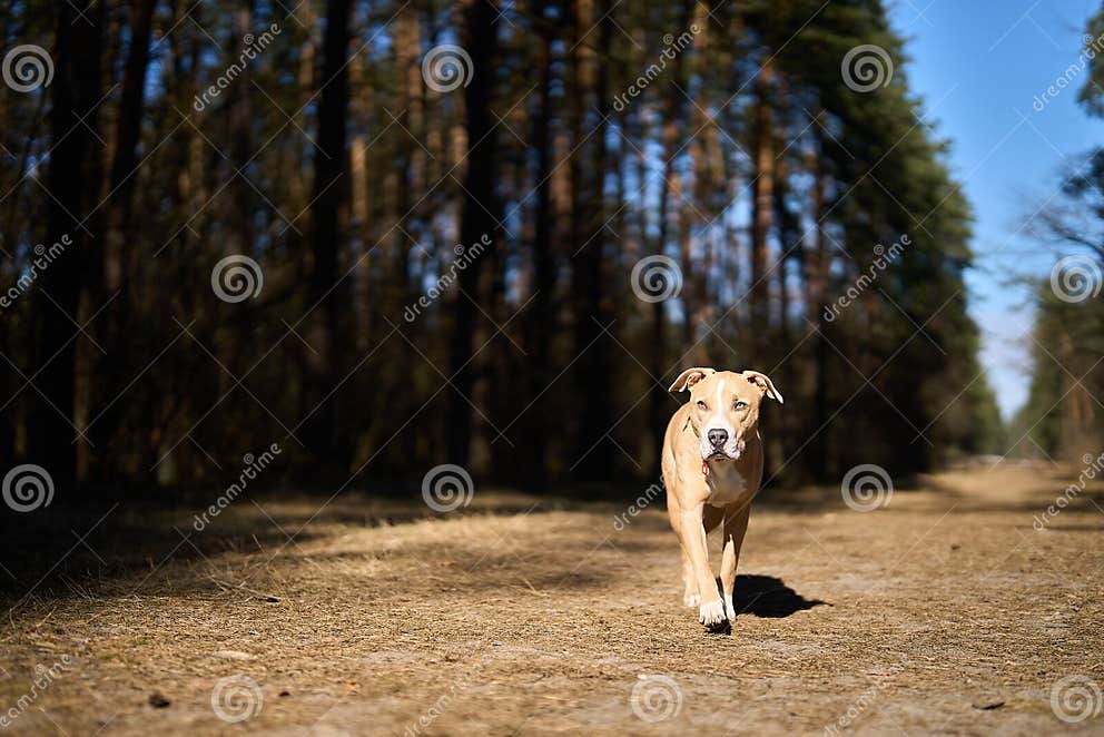 Dog walking in the forest stock photo. Image of amstaff - 351577238