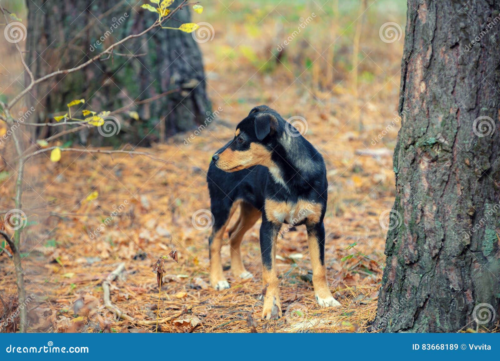 Dog walking in the forest stock image. Image of scenic - 83668189
