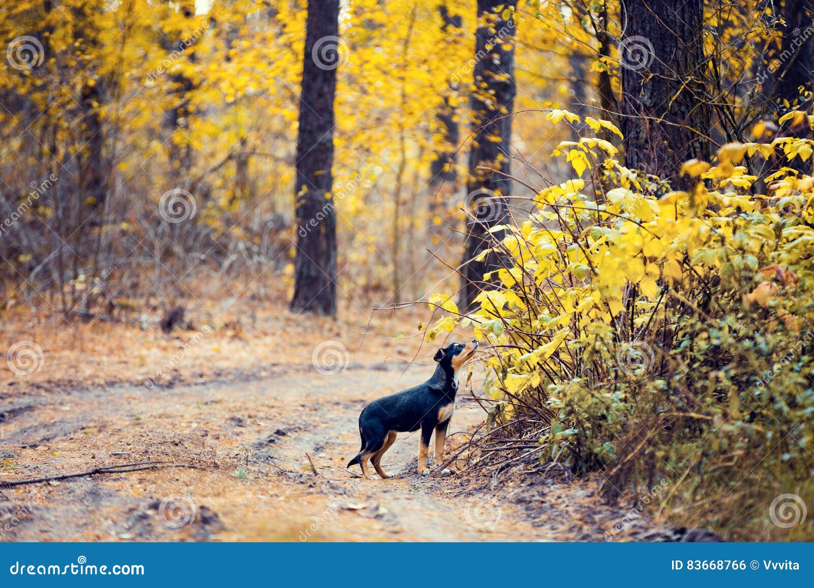 Dog walking in the forest stock photo. Image of doggy - 83668766