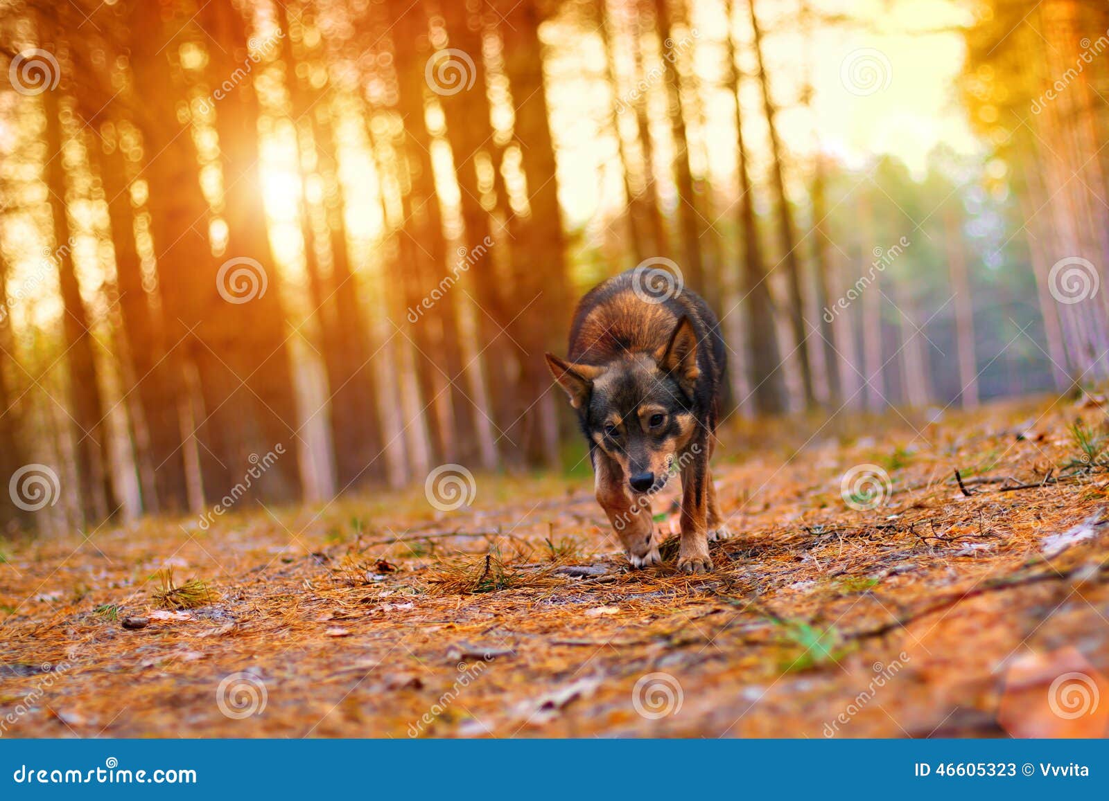 Dog Walking in the Forest at Sunset Stock Image - Image of domestic ...