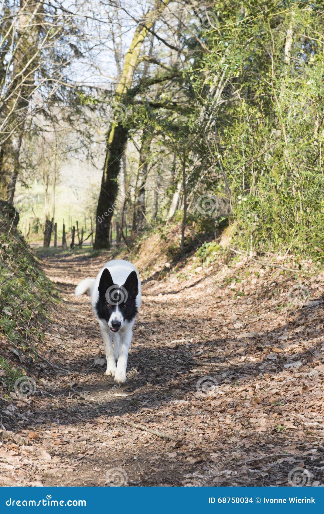 Dog walking in forest stock photo. Image of path, breed - 68750034