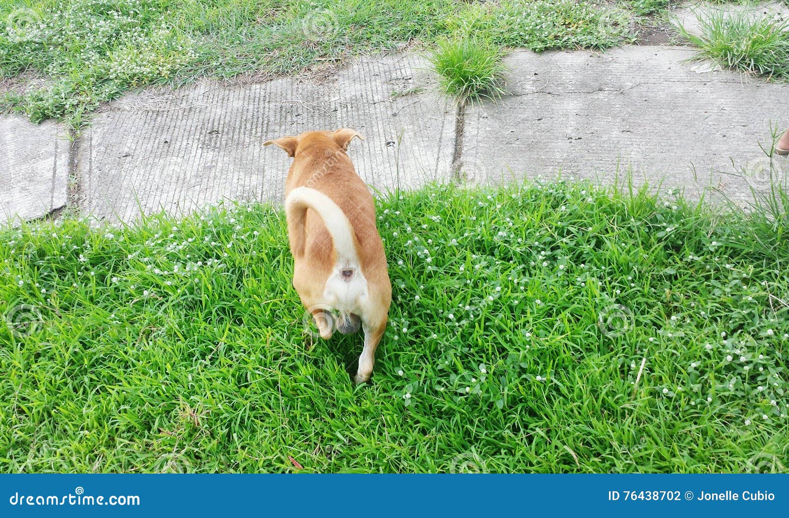 Dog walking in grass stock photo. Image of back, walking - 76438702