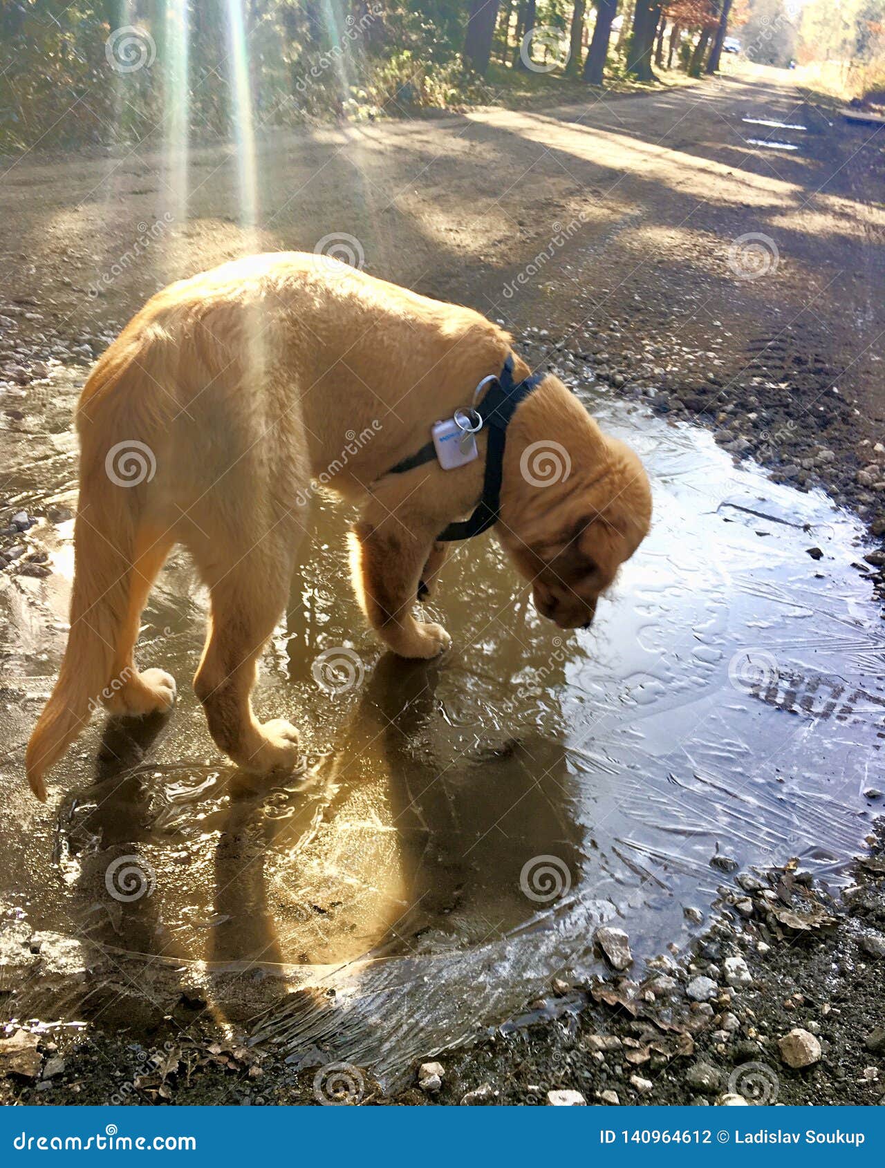 Dog walking on the ice stock photo. Image of icywater - 140964612