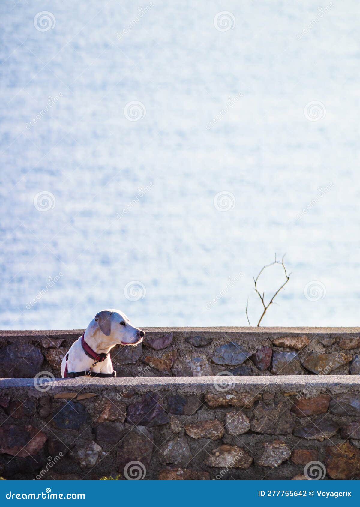 Dog walking outdoor stock photo. Image of bred, outside - 277755642