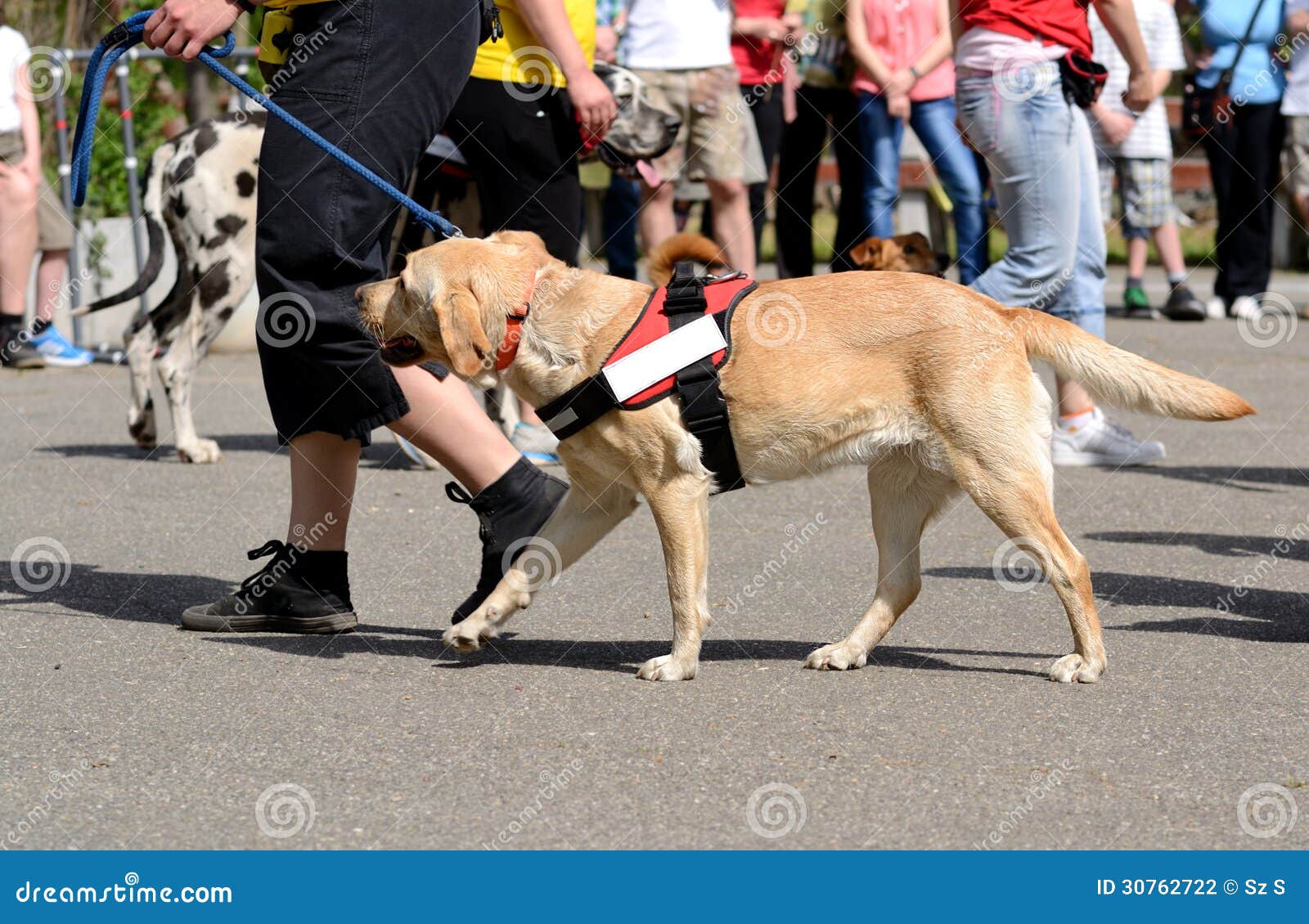 Dog walking with owner stock photo. Image of attentive - 30762722