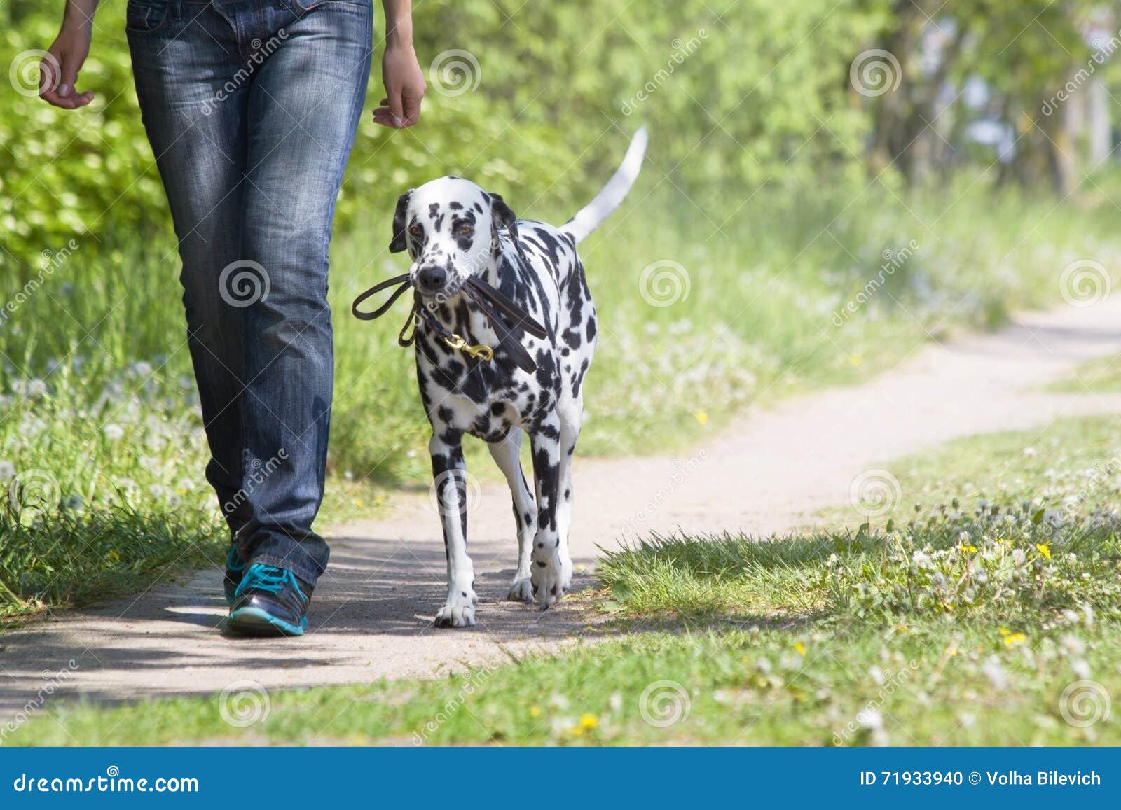 Dog walking with the owner stock photo. Image of friendship - 71933940