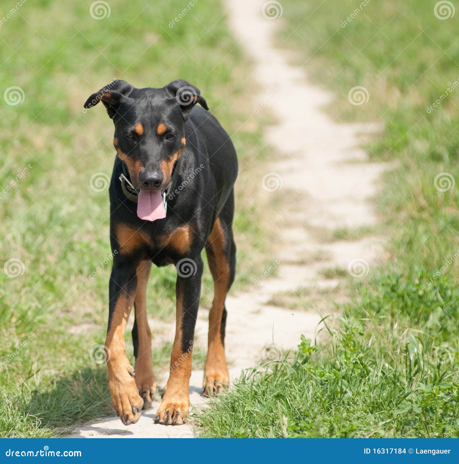Dog walking on a path stock photo. Image of brown, beauty - 16317184