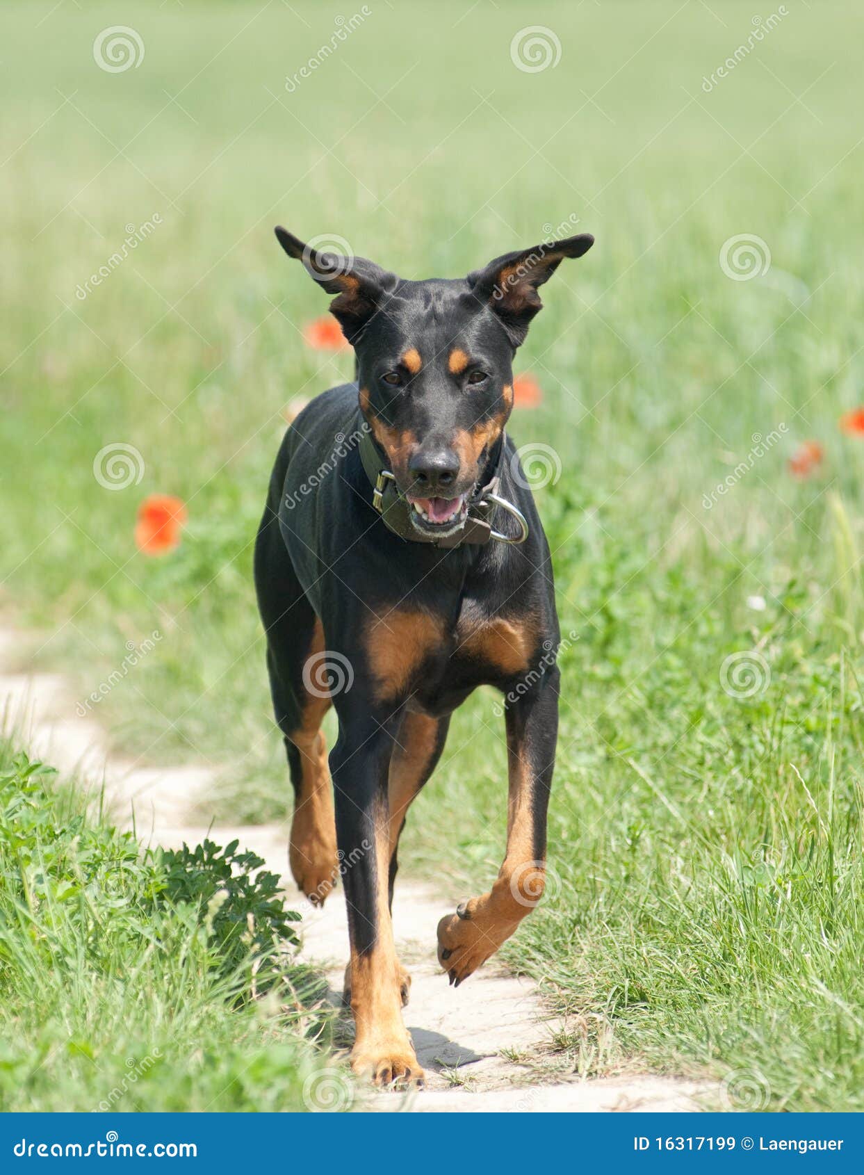 Dog walking on a path stock image. Image of guard, guarding - 16317199