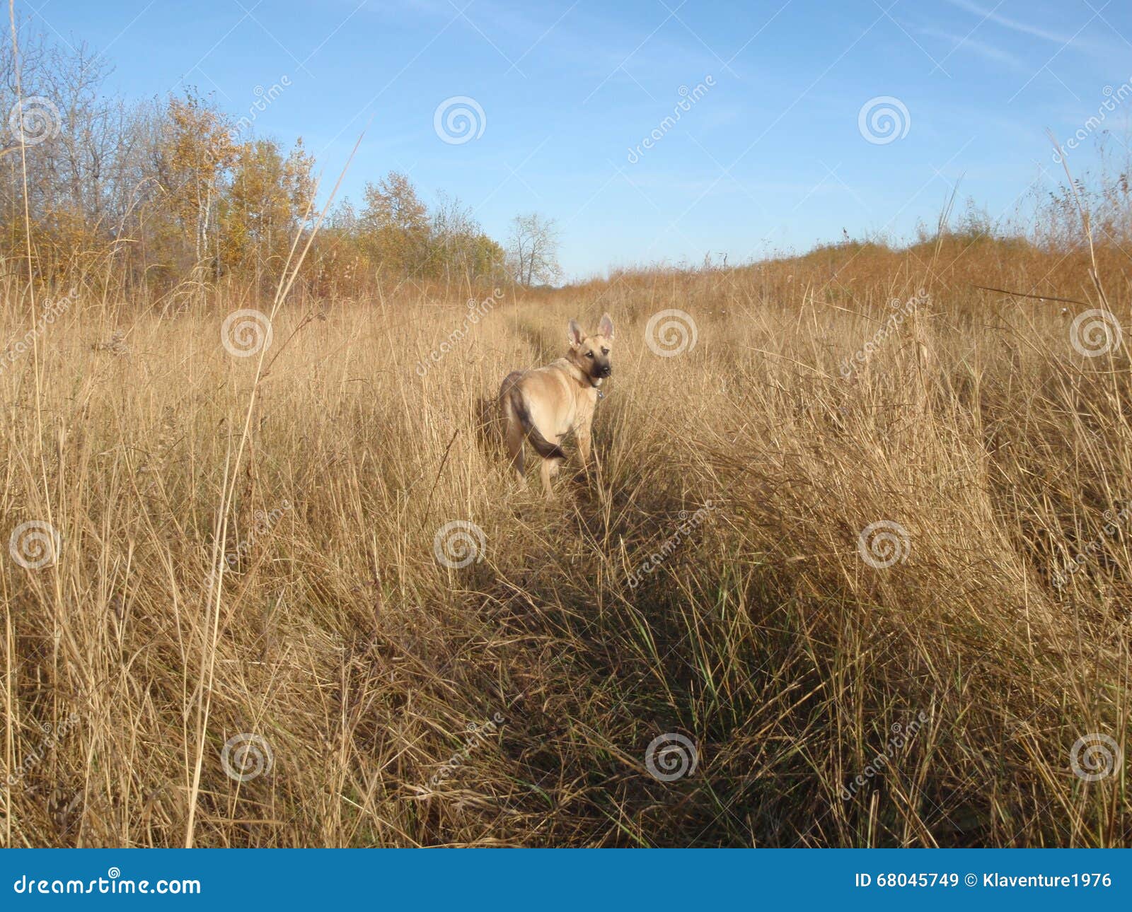 Dog walking on path stock image. Image of mutt, mixed - 68045749