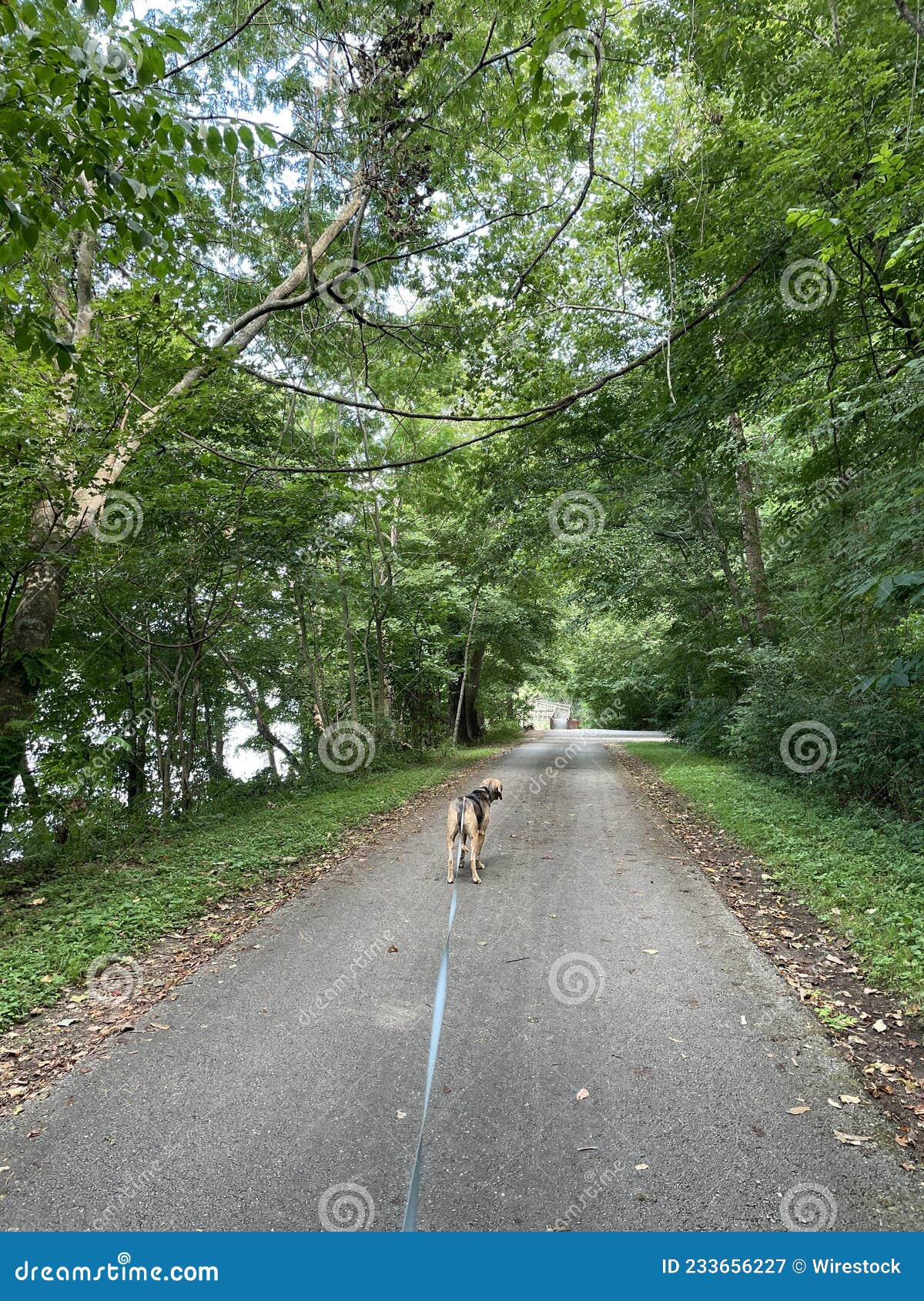 Dog Walking on a Pathway in a Park Surrounded by Trees Stock Image ...