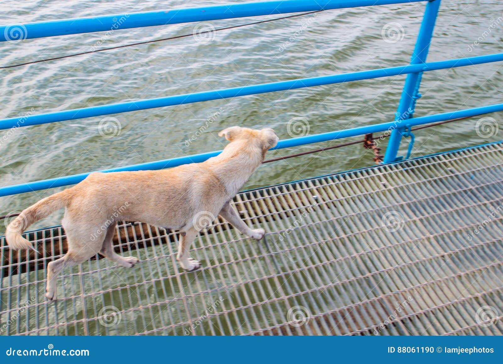 Dog Walking on River Bridge in the Park Stock Photo - Image of walking ...