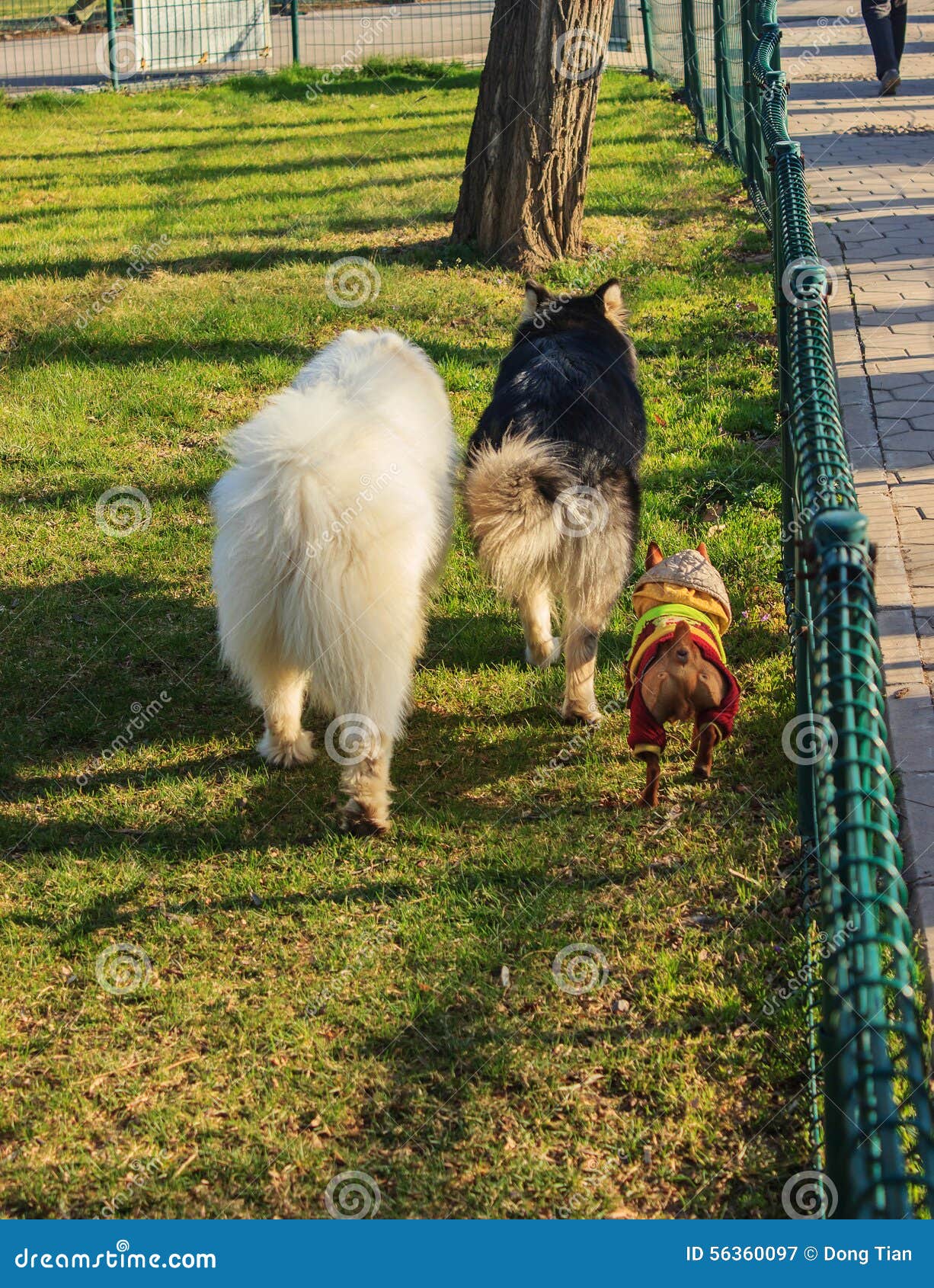 Dog walking together stock image. Image of asia, together - 56360097