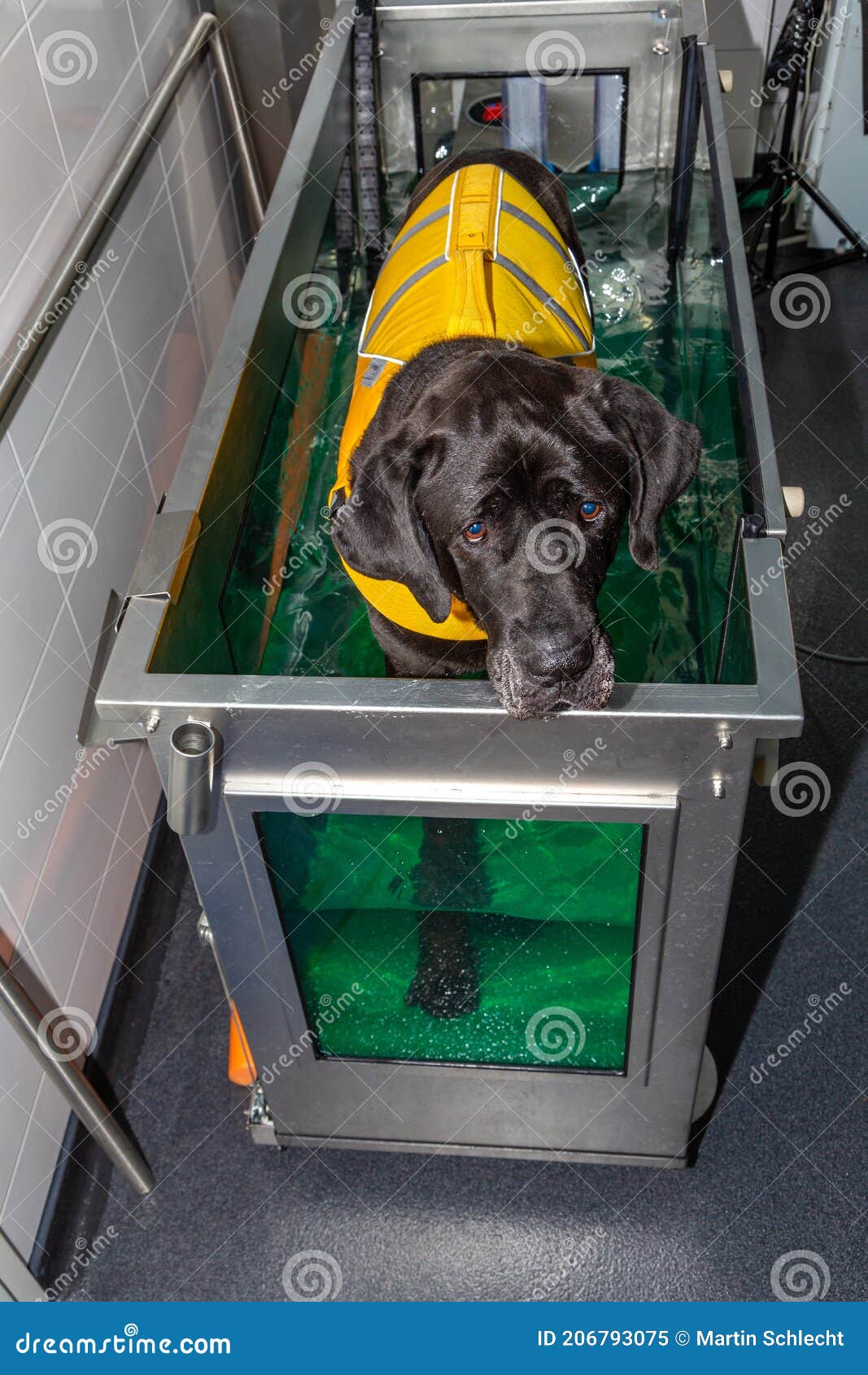 Dog Walking in a Underwater Treadmill Stock Image - Image of rehab ...