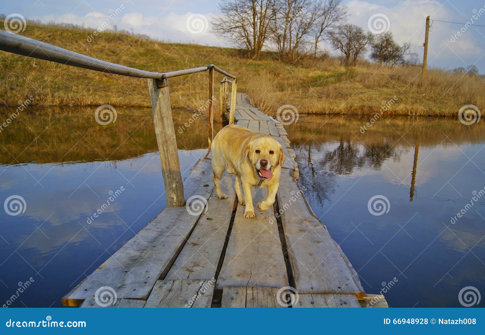 Dog Walking on the Wooden Bridge Stock Photo - Image of wooden ...