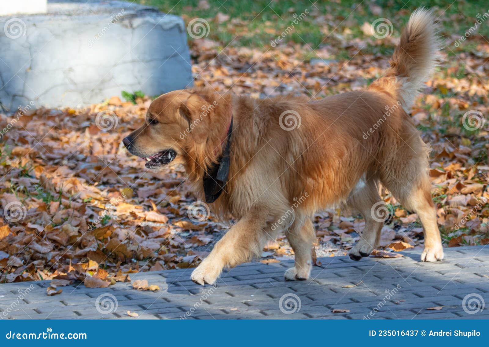 The Dog Walks on the Cobbled Road Stock Image - Image of pedestrian ...