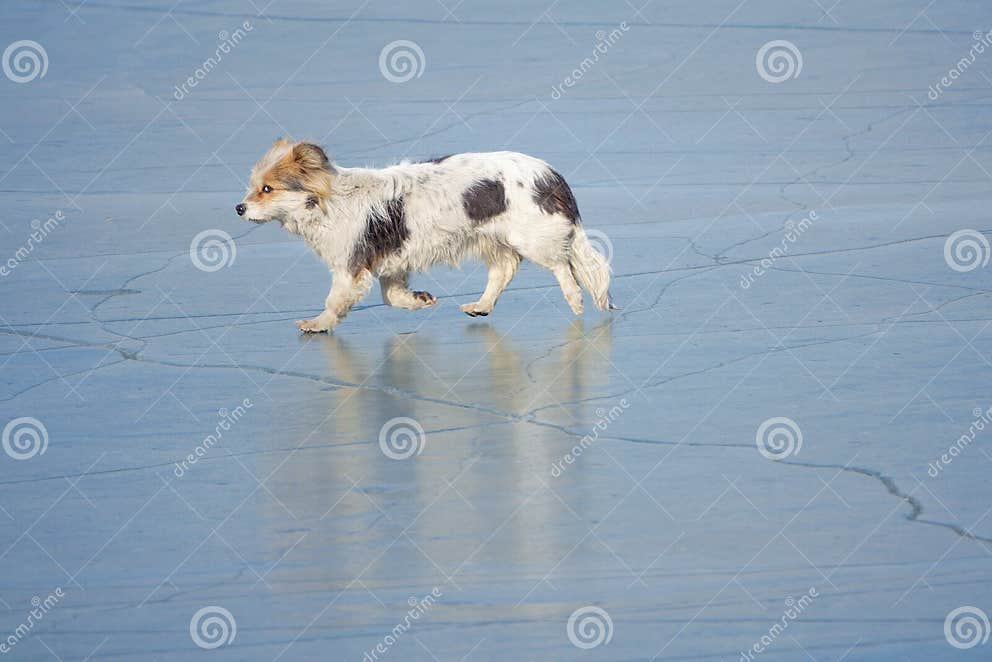 Dog on ice stock photo. Image of freeze, closeup, mammals - 141046494