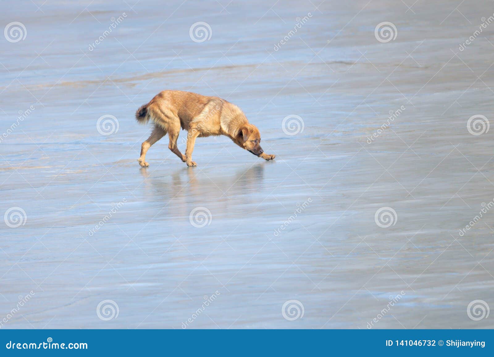 Dog on ice stock photo. Image of close, winter, closeup - 141046732