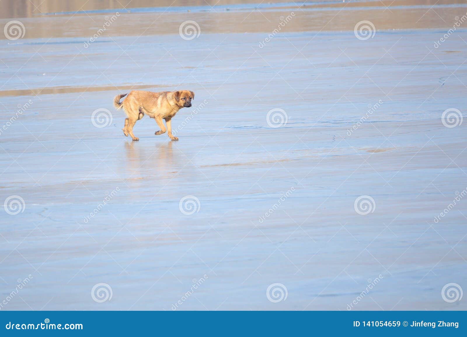 Dog on ice stock image. Image of animal, river, animals - 141054659
