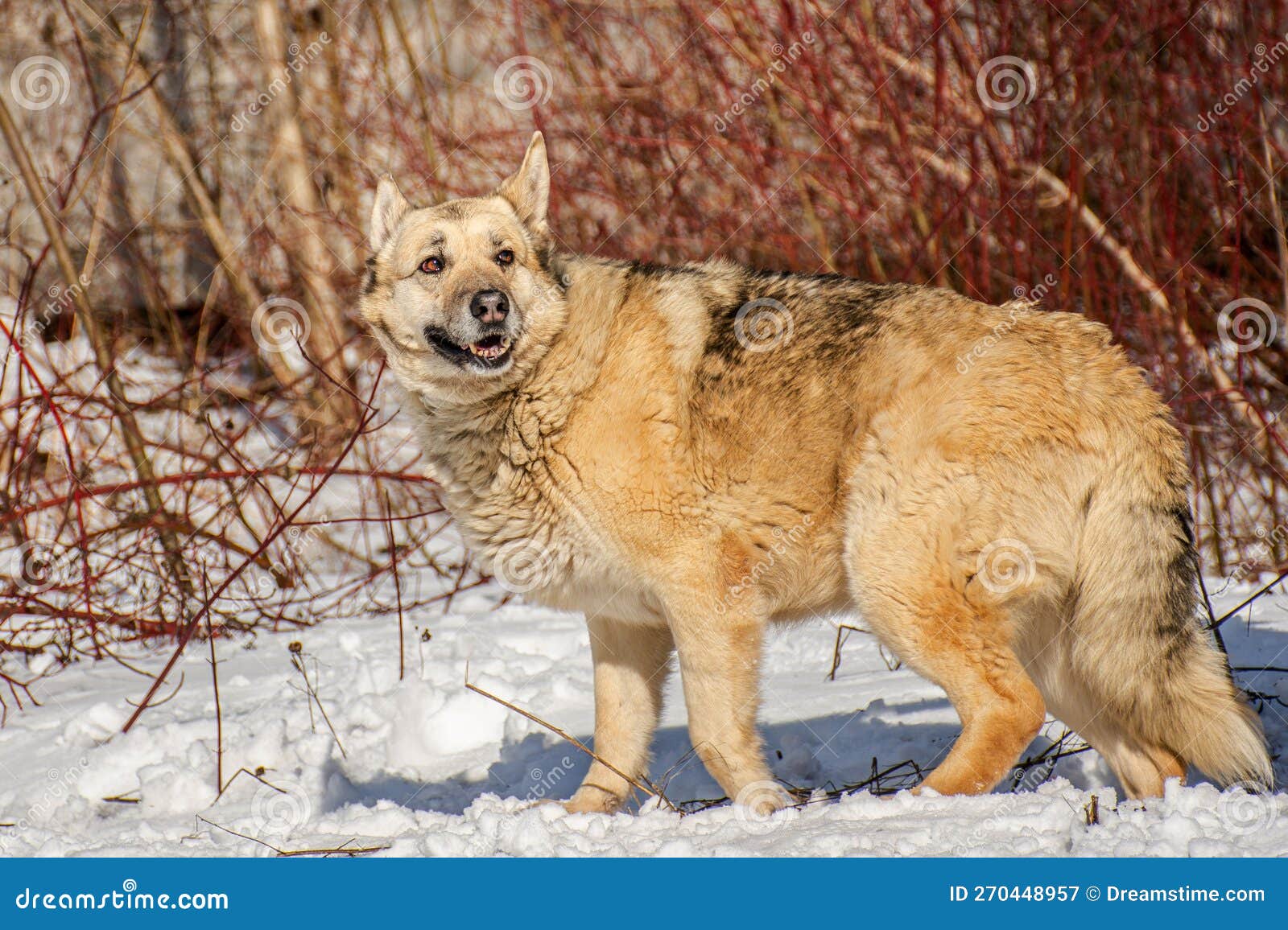 Dog Walks in the Snow and Looks Back Stock Image - Image of stray ...
