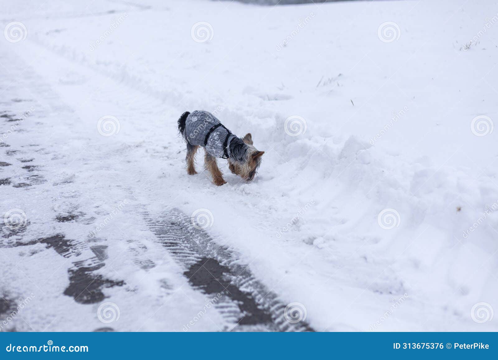 A Dog Walks on the Snow in Winter. Yorkshire Terrier in the Snow Stock ...