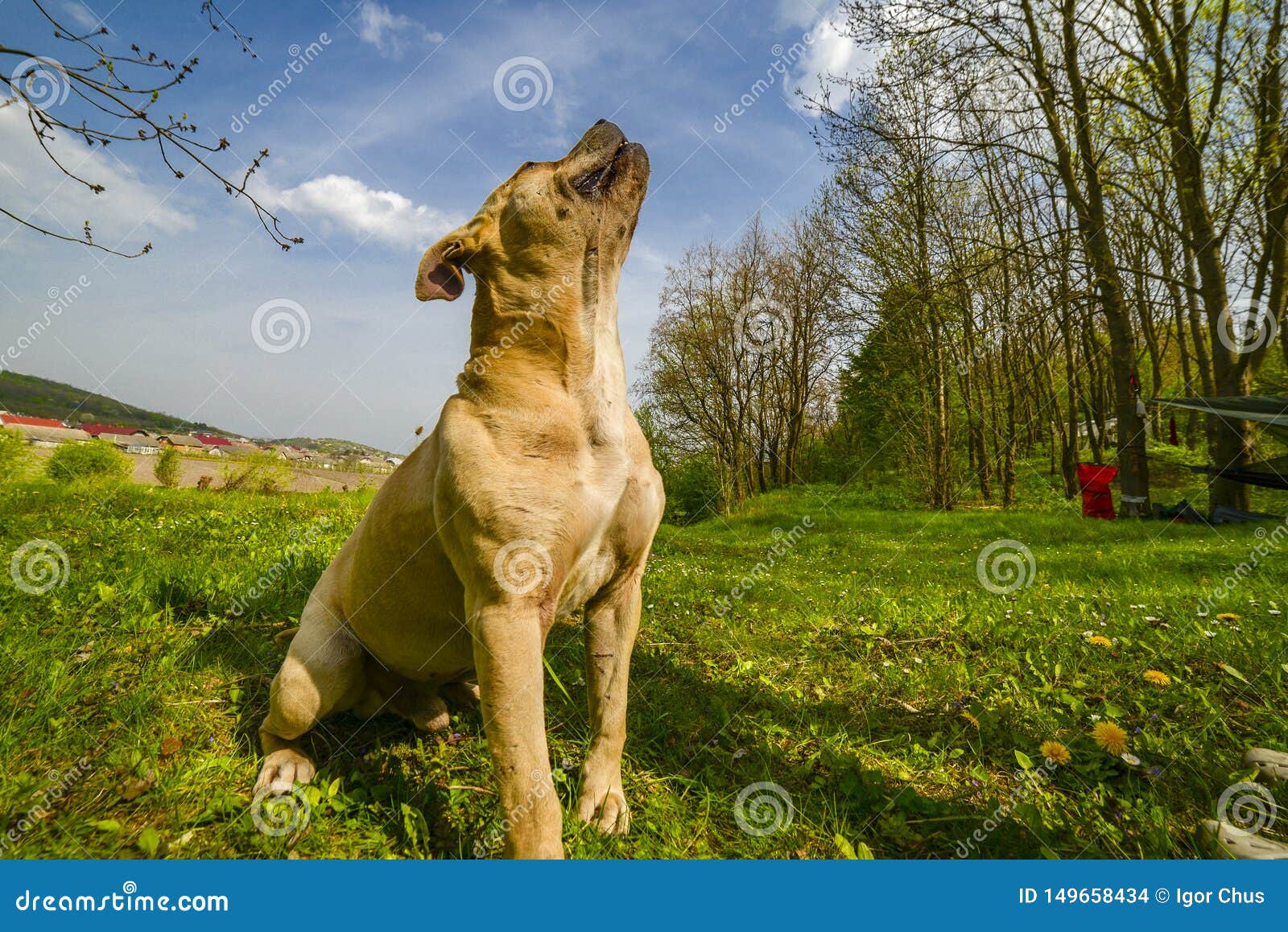 The Dog Walks To the Moon 2019 Stock Photo - Image of full, standing ...