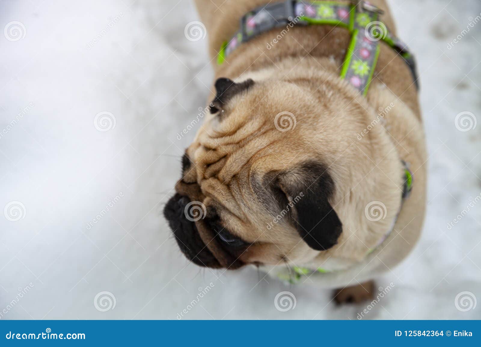 Pug stands on white snow. stock photo. Image of doggy - 125842364