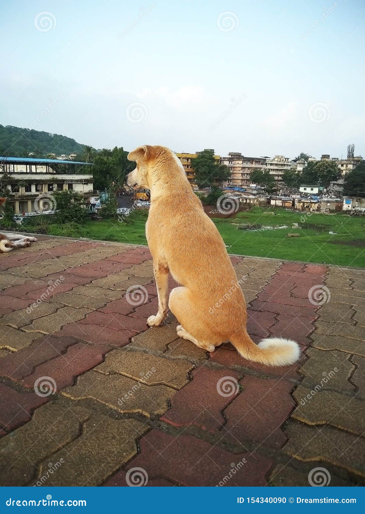 Dog Wallpaper , Dog Back Side, Stock Photo - Image of wallpaper, used ...