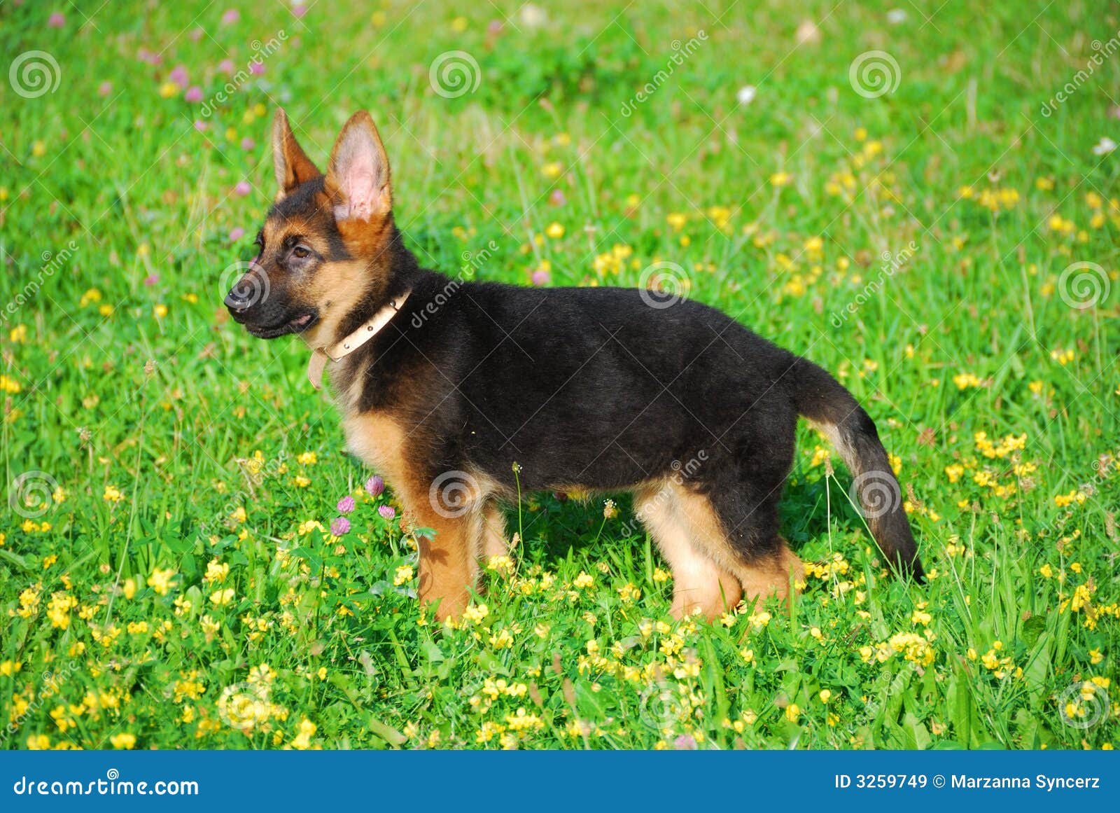 Dog Wandering in the Meadow Stock Image - Image of puppy, natural: 3259749