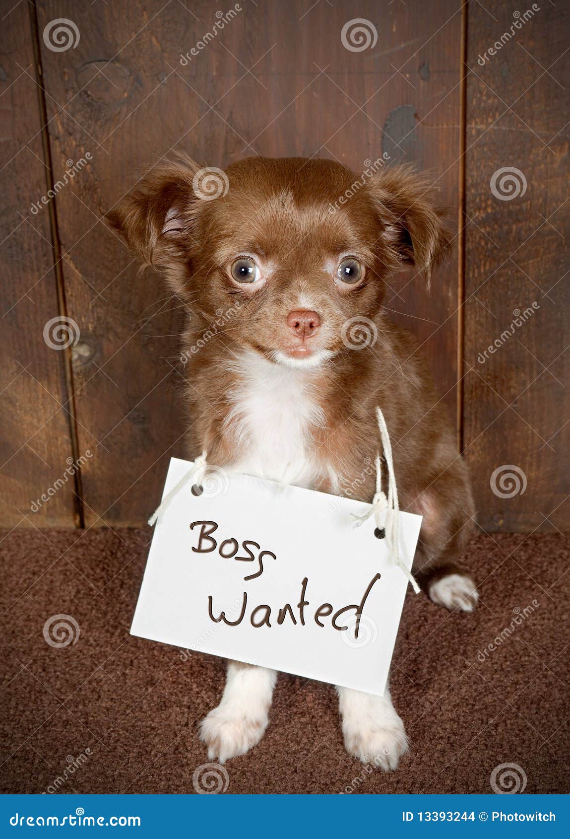 Dog wants boss stock photo. Image of portrait, communication - 13393244