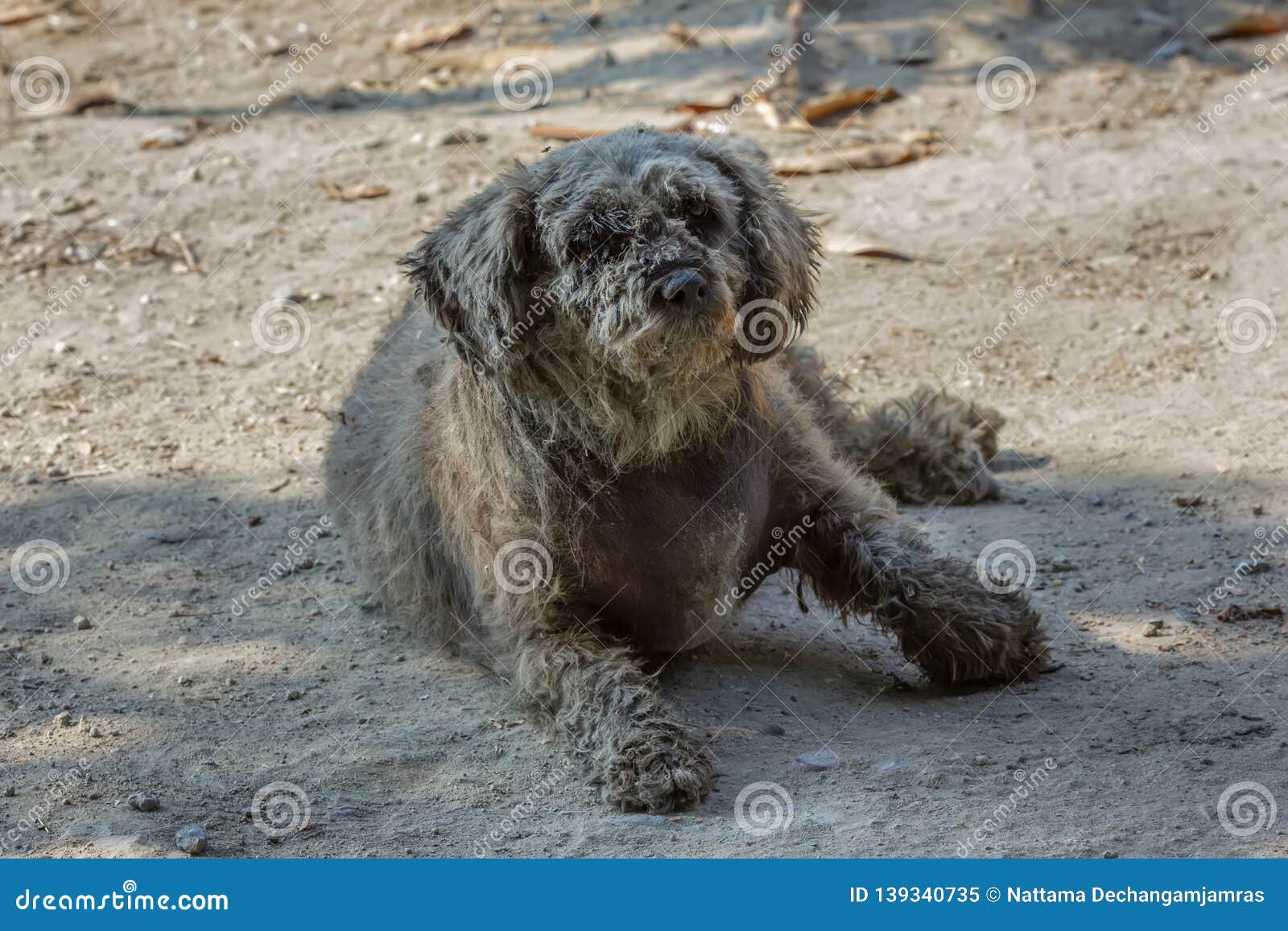 The dog was left alone stock image. Image of itch, breed - 139340735