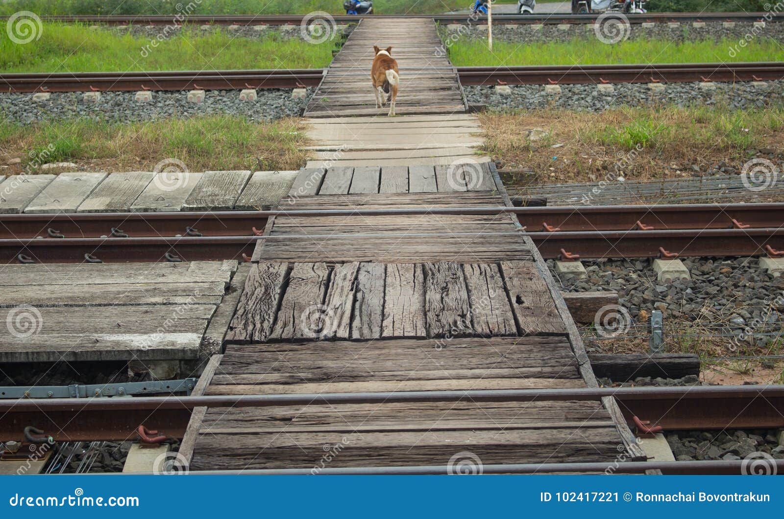 The Dog Was Walking on the Bridge Stock Image - Image of hair, puppy ...