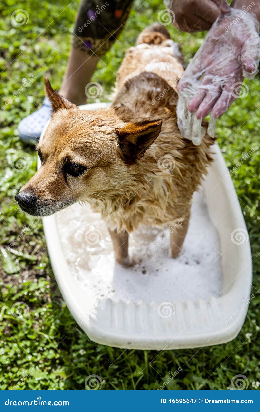 Dog wash editorial photography. Image of veterinr, treatment - 46595647